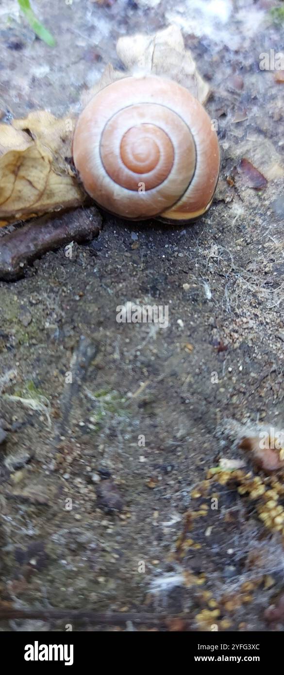 Brown-lipped Snail (Cepaea nemoralis Stock Photo - Alamy