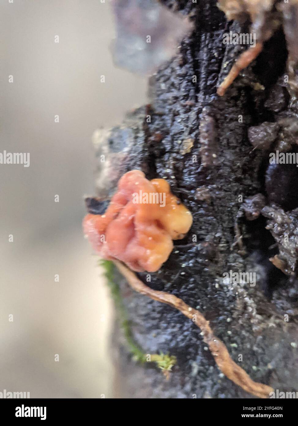 Red Tree Brain Fungus (Peniophora rufa Stock Photo - Alamy