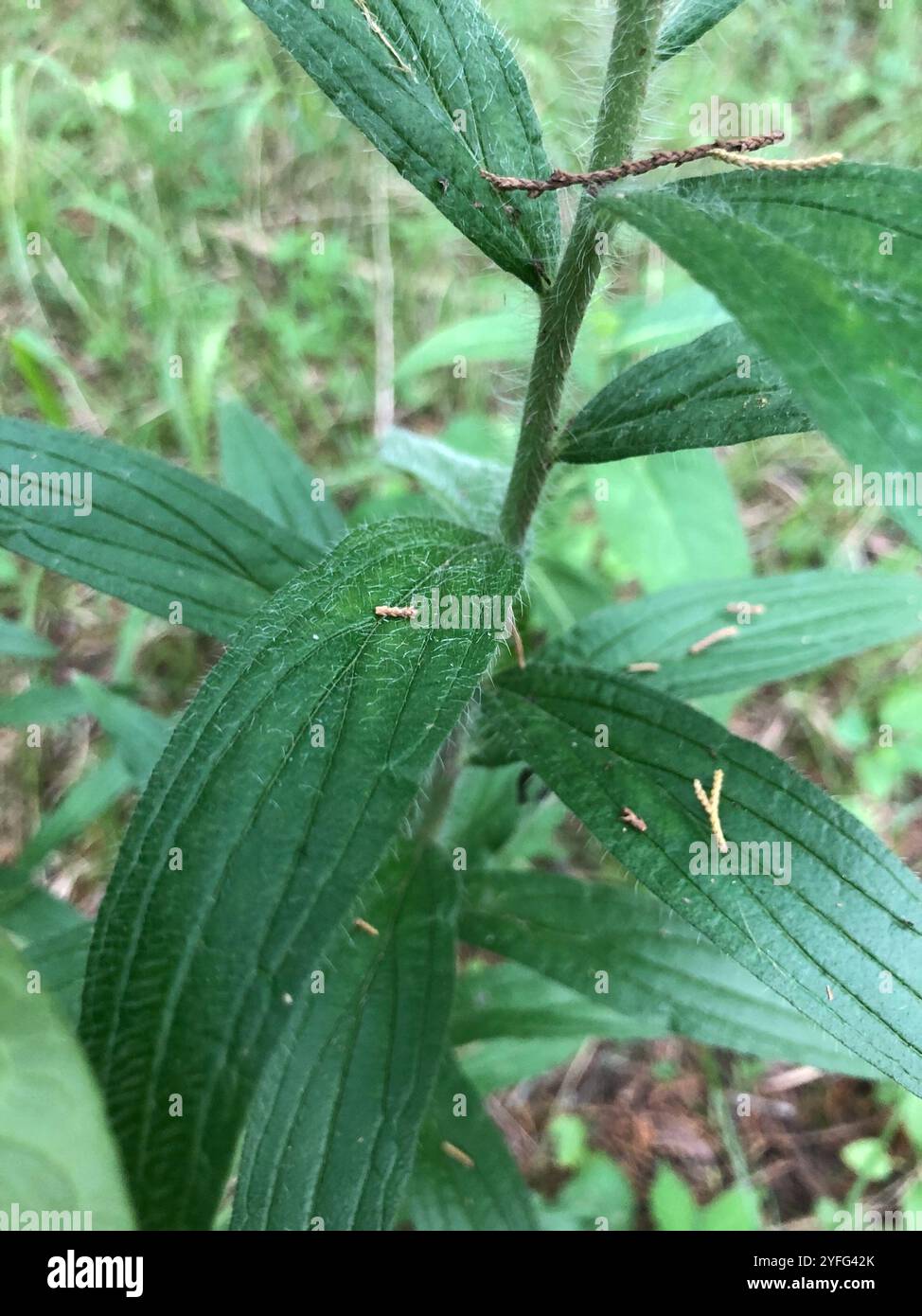 Marbleseed hi-res stock photography and images - Alamy