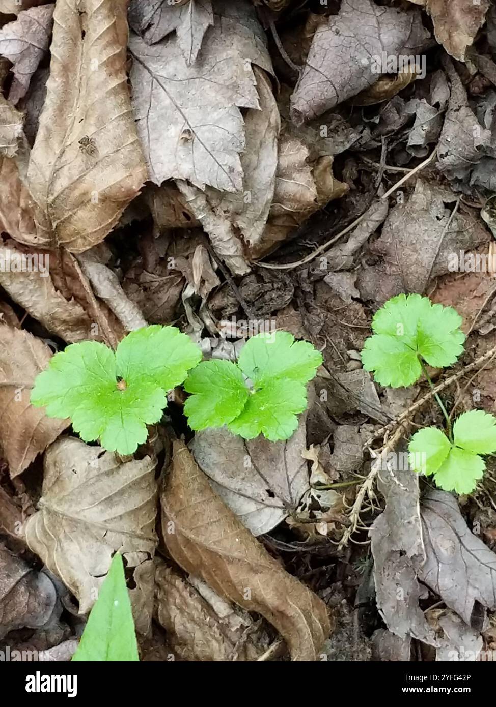 threeleaf goldthread (Coptis trifolia Stock Photo - Alamy