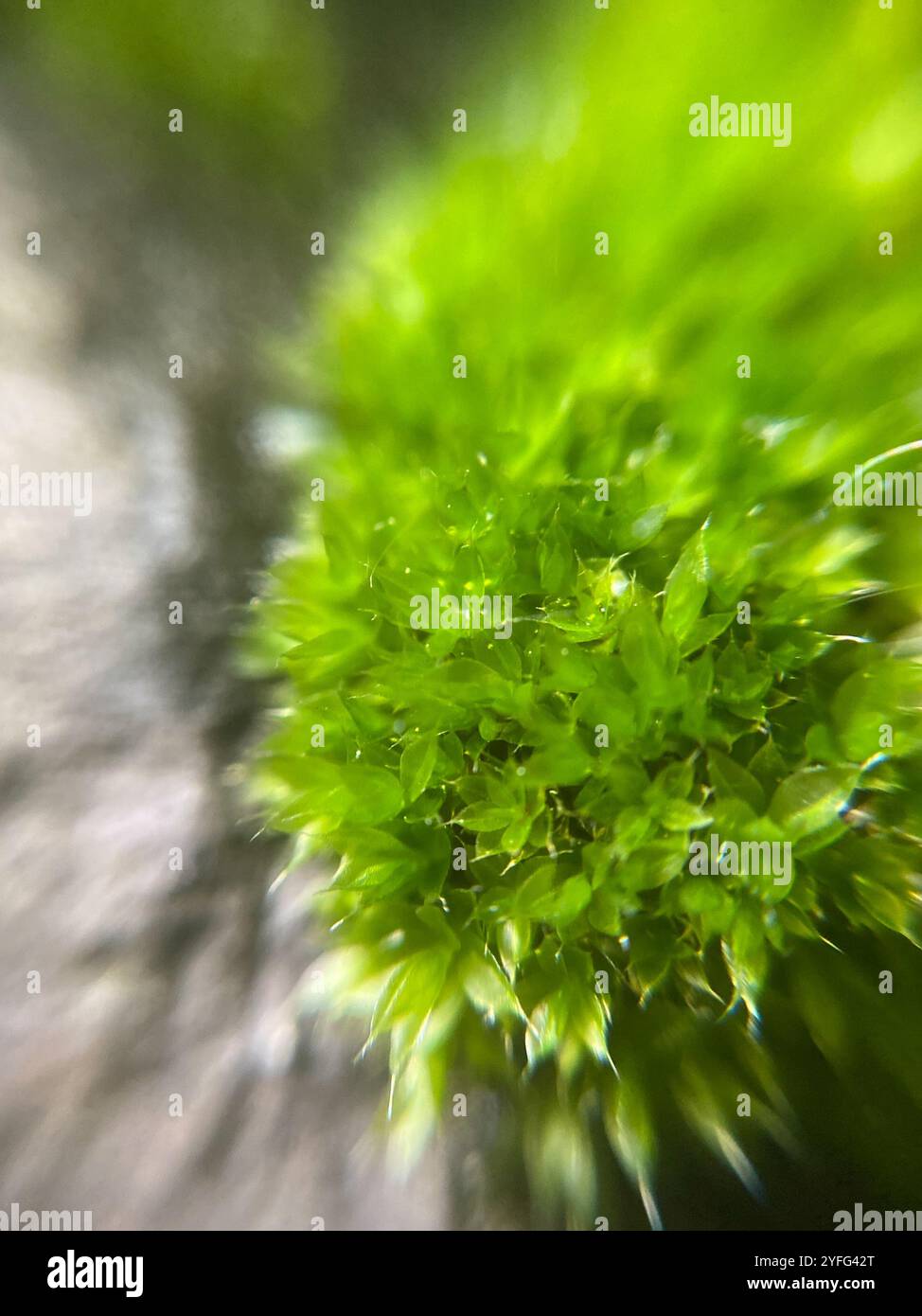 Capillary Thread-moss (Ptychostomum capillare Stock Photo - Alamy