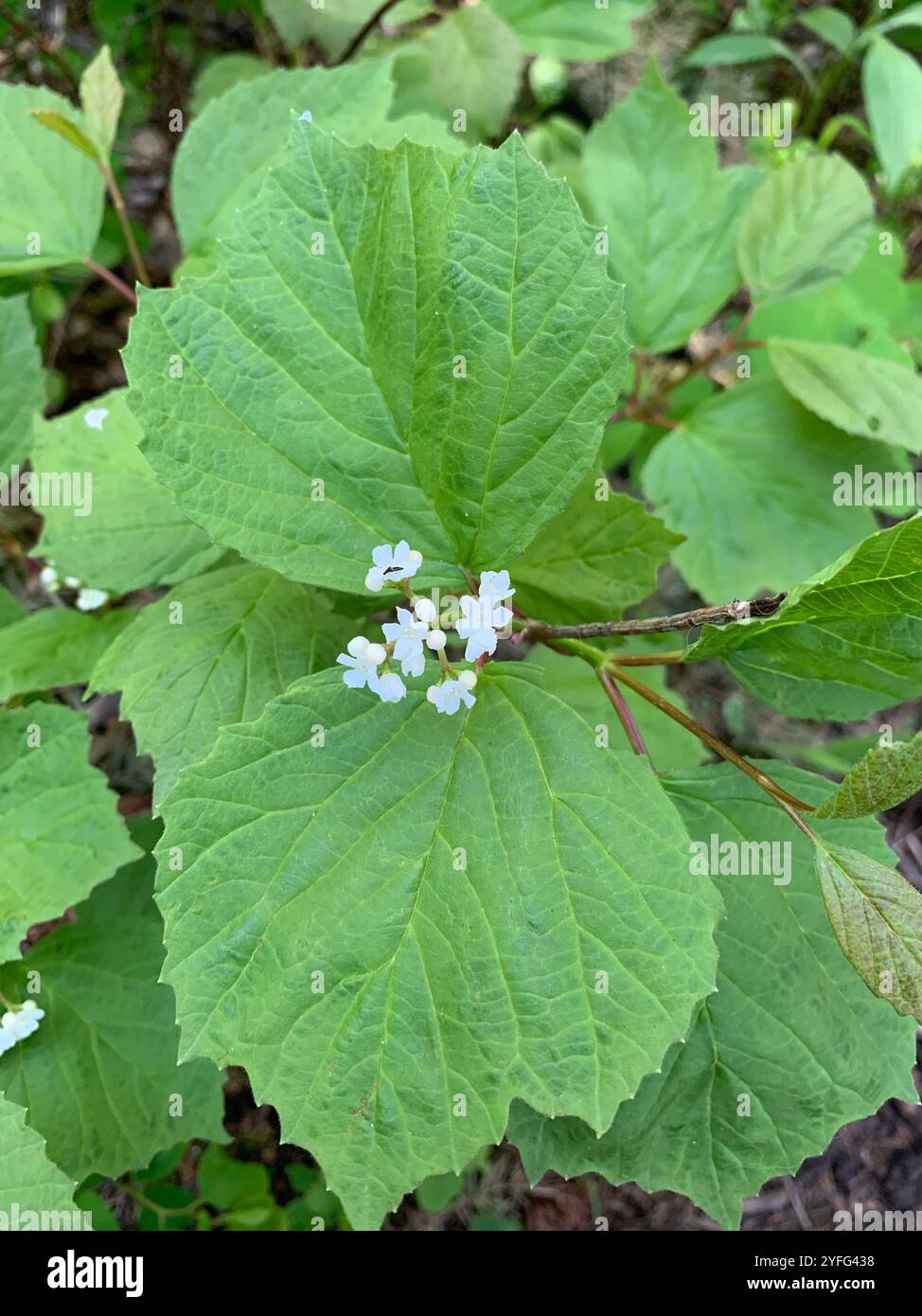 squashberry (Viburnum edule Stock Photo - Alamy