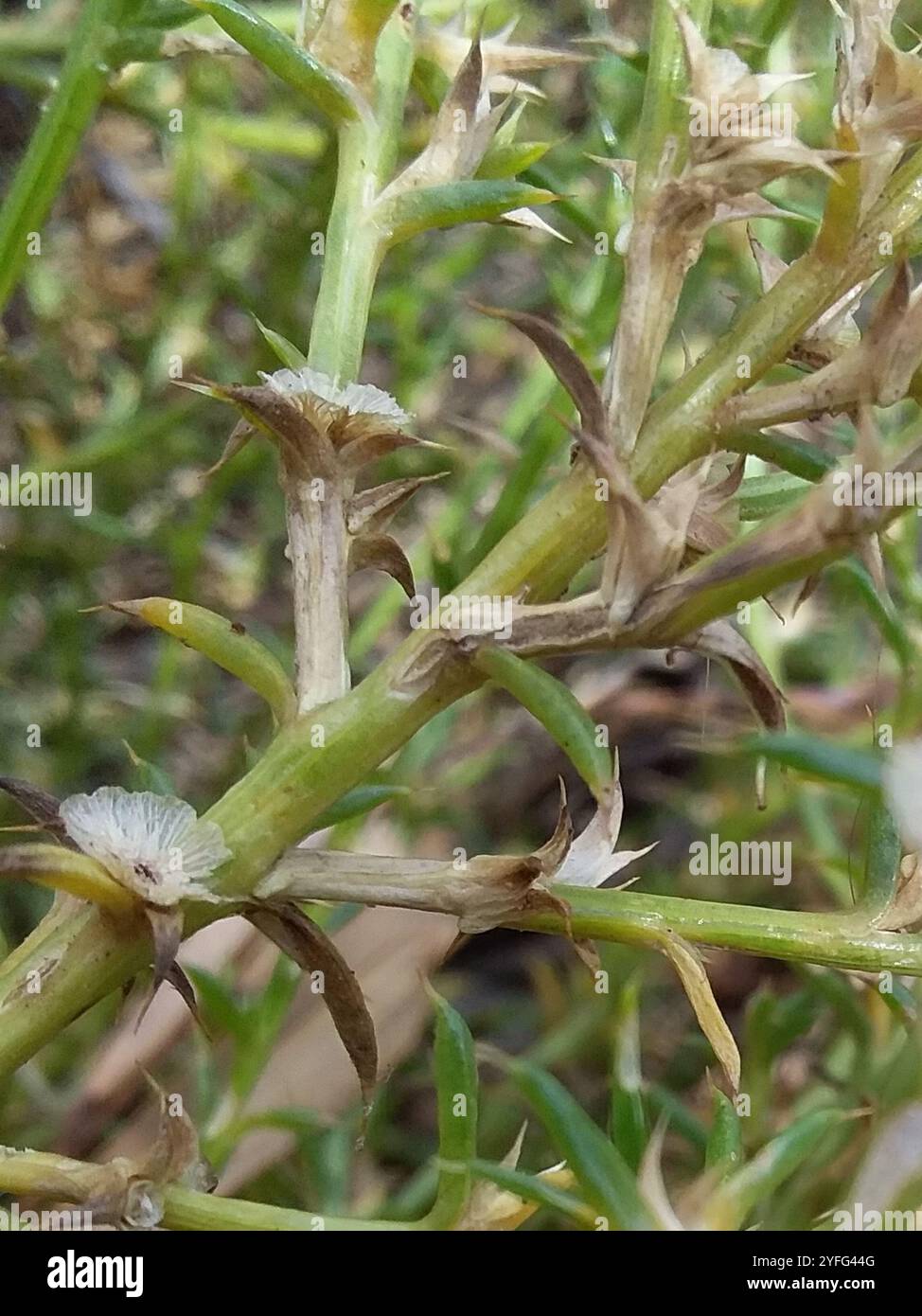 Southern Russian Thistle (Salsola australis Stock Photo - Alamy