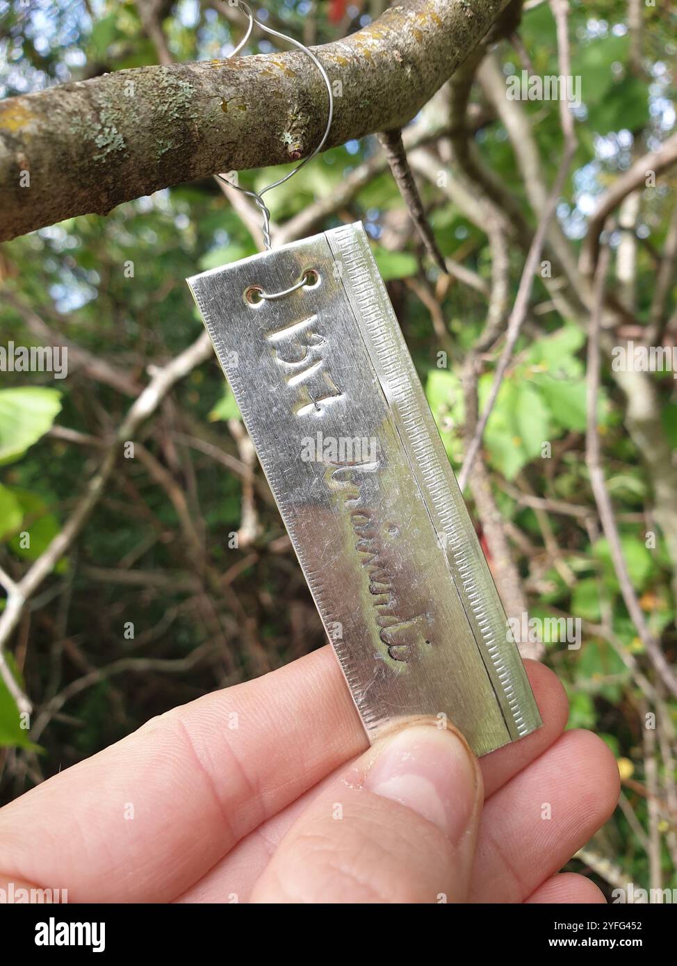 Brainerd's Hawthorn (Crataegus brainerdii Stock Photo - Alamy