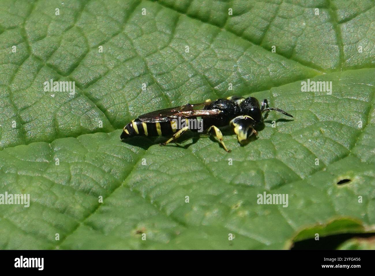 Square-headed Wasps, Sand Wasps, and Allies (Crabronidae Stock Photo ...