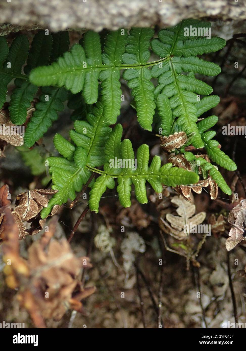 goldback fern (Pentagramma triangularis Stock Photo - Alamy