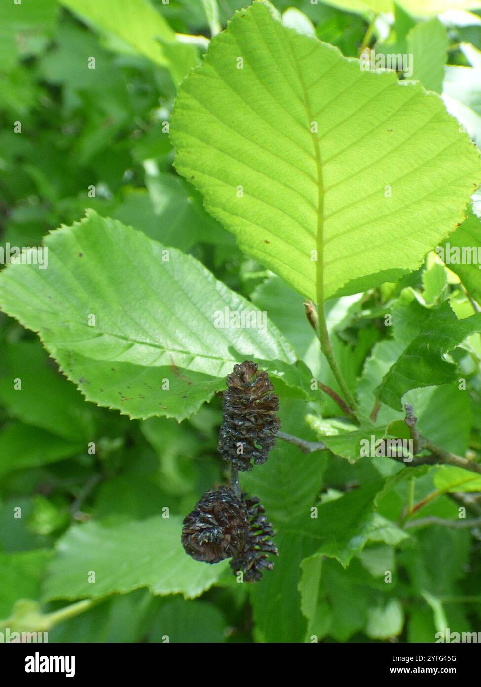 smooth alder (Alnus serrulata Stock Photo - Alamy