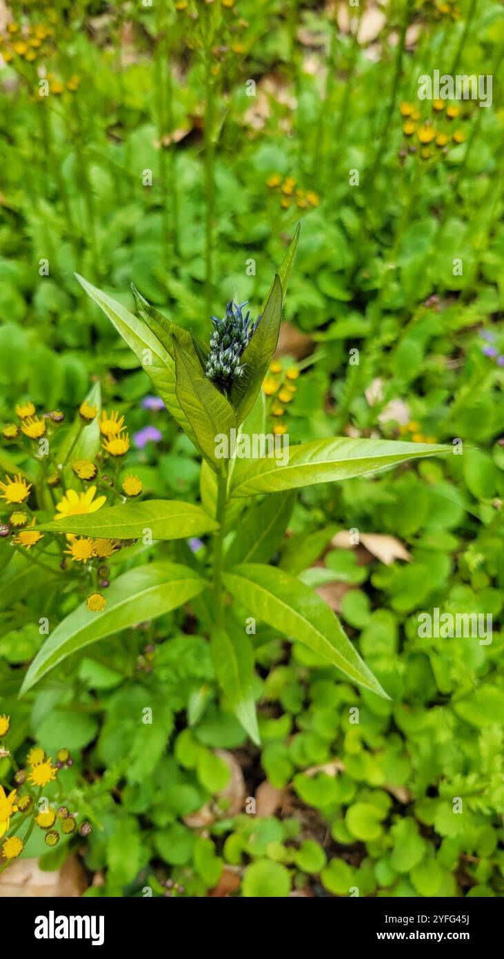 eastern bluestar (Amsonia tabernaemontana Stock Photo - Alamy