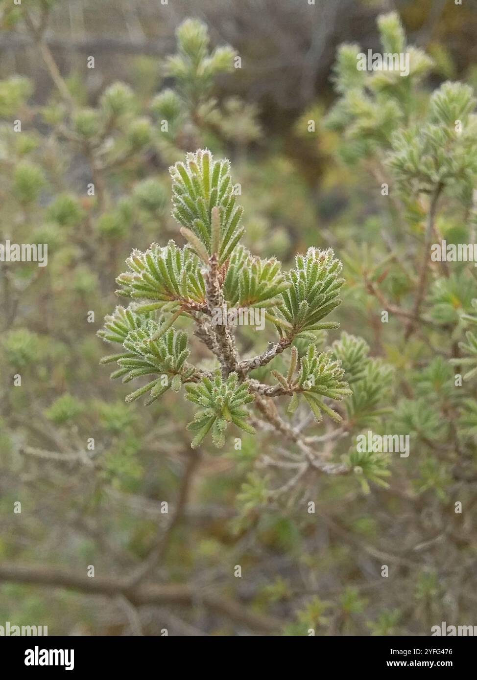 Fringe Myrtle (Calytrix tetragona Stock Photo - Alamy