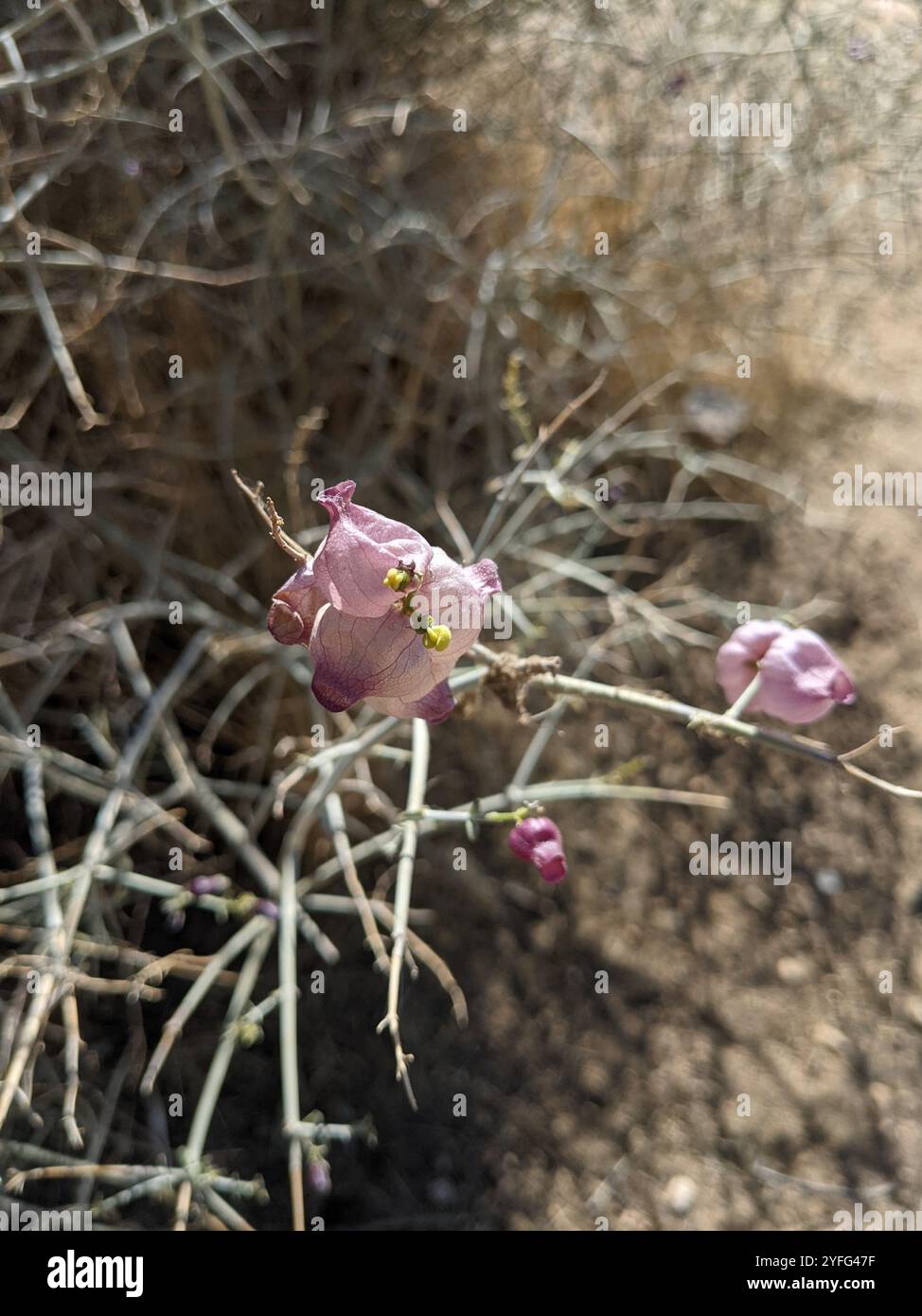 Paperbag Bush (Scutellaria mexicana Stock Photo - Alamy