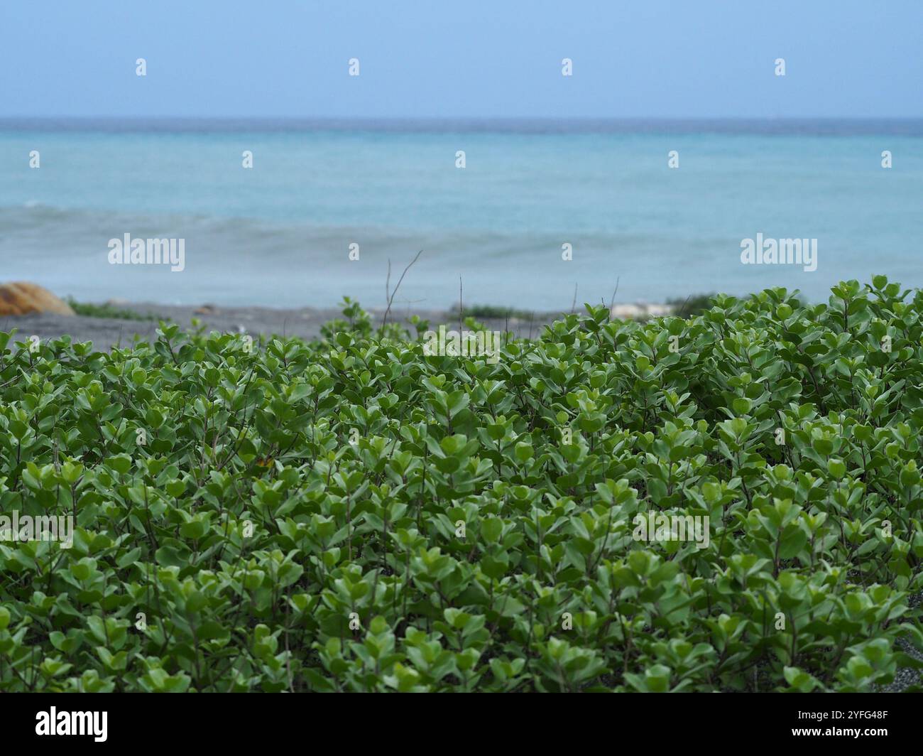 Beach vitex hi-res stock photography and images - Alamy