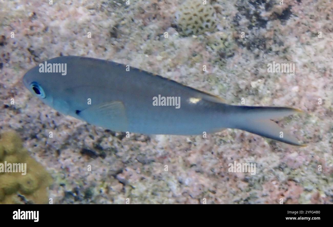 Brown Chromis (Azurina multilineata Stock Photo - Alamy
