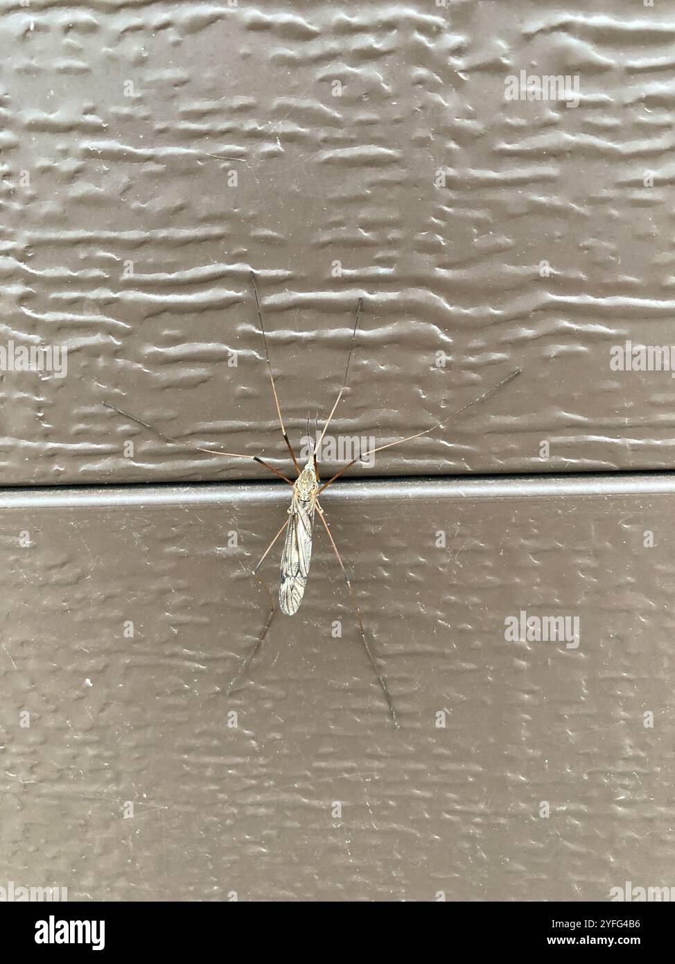 European Crane Fly (Tipula paludosa Stock Photo - Alamy