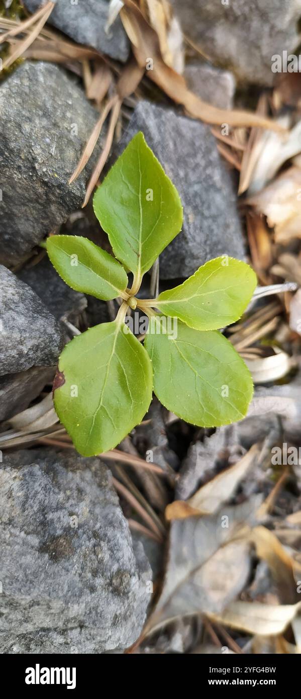 one-sided wintergreen (Orthilia secunda Stock Photo - Alamy