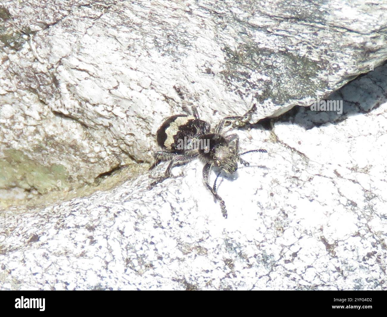 Red-bellied Clerid (Enoclerus sphegeus Stock Photo - Alamy