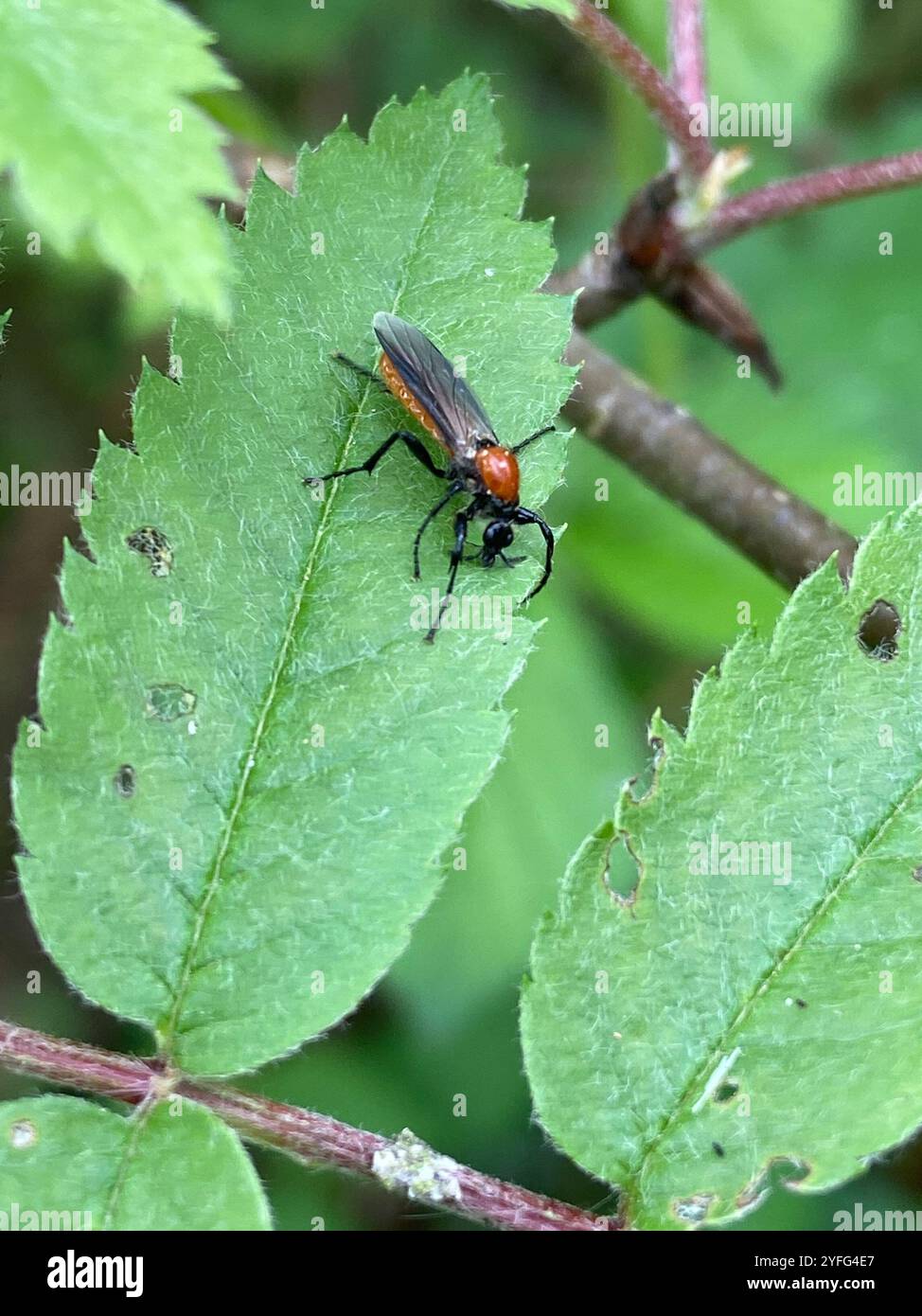 Garden March Fly (Bibio hortulanus Stock Photo - Alamy