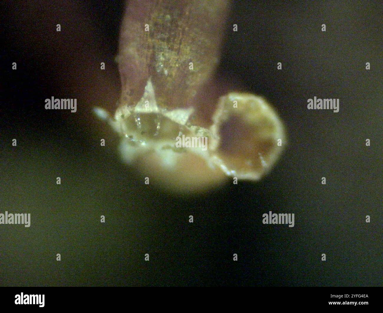 Starry Bristle Moss (Orthotrichum stellatum Stock Photo - Alamy