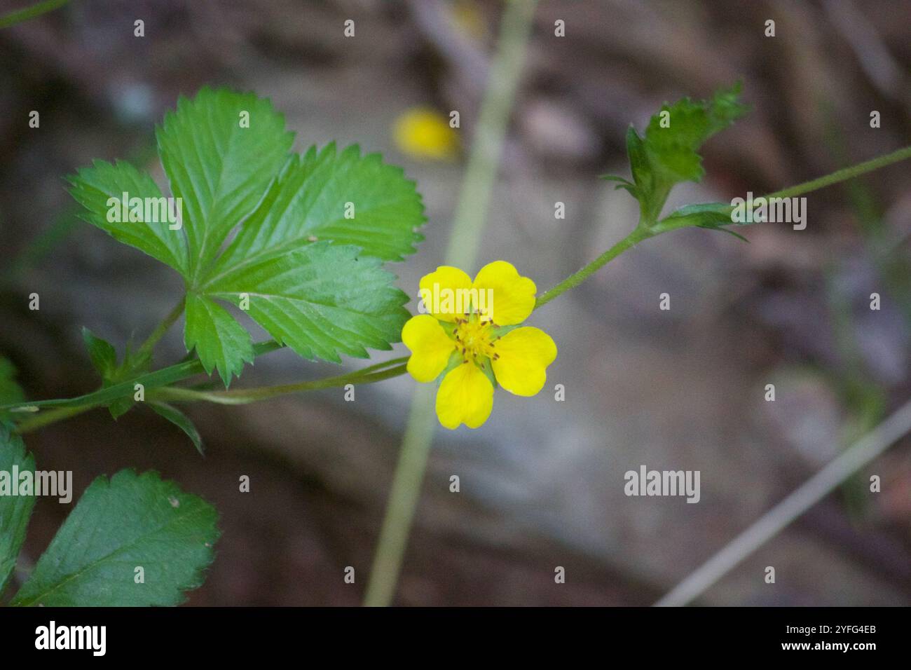 common cinquefoil (Potentilla simplex Stock Photo - Alamy