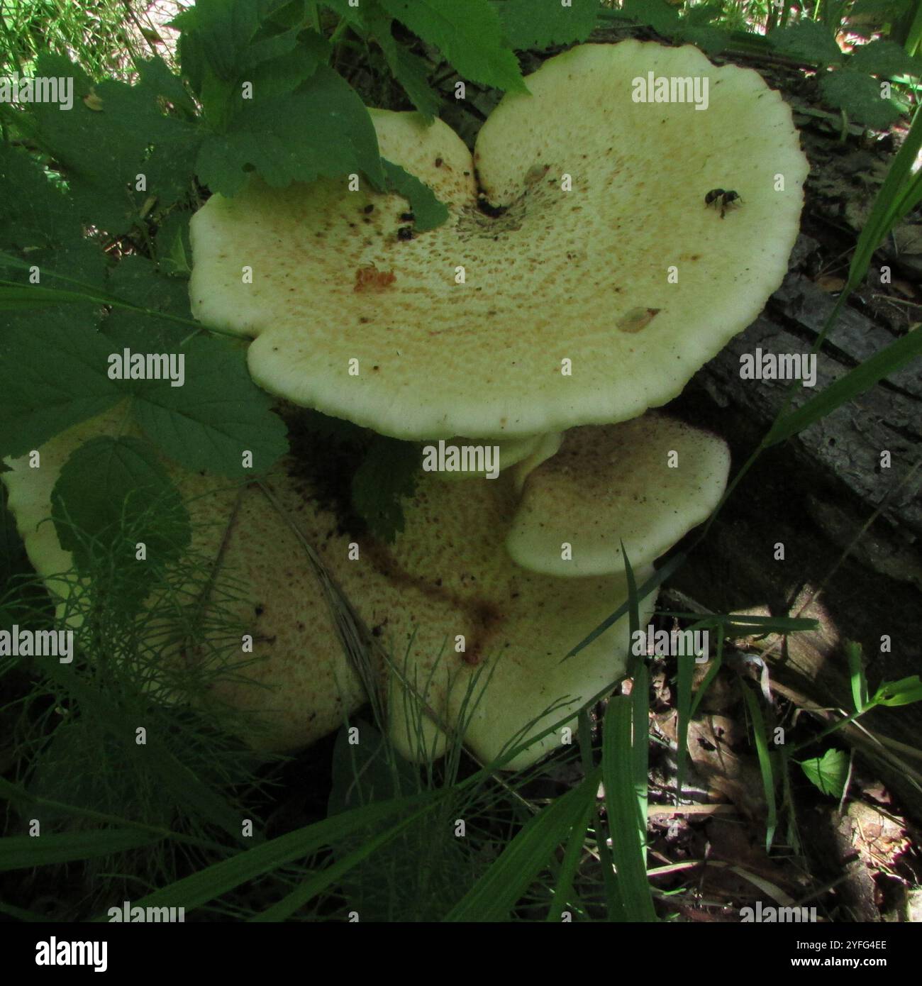Polyporus tuberaster hi-res stock photography and images - Alamy