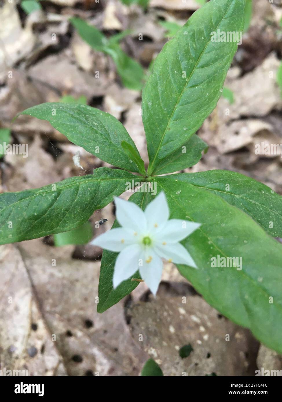 northern starflower (Lysimachia borealis Stock Photo - Alamy