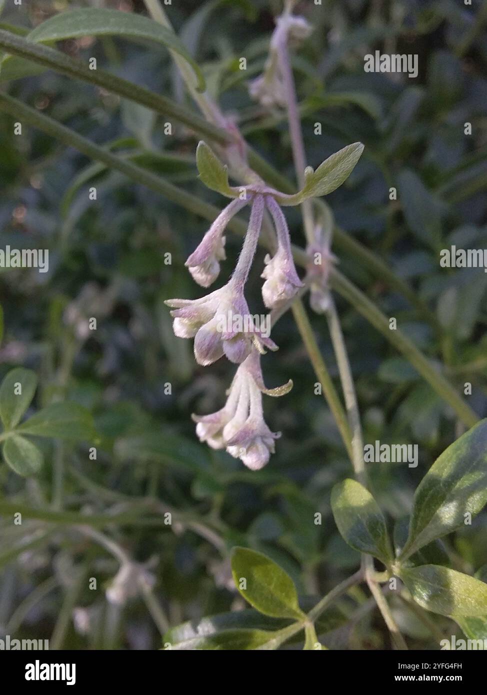 Small-leaved Clematis (Clematis microphylla Stock Photo - Alamy