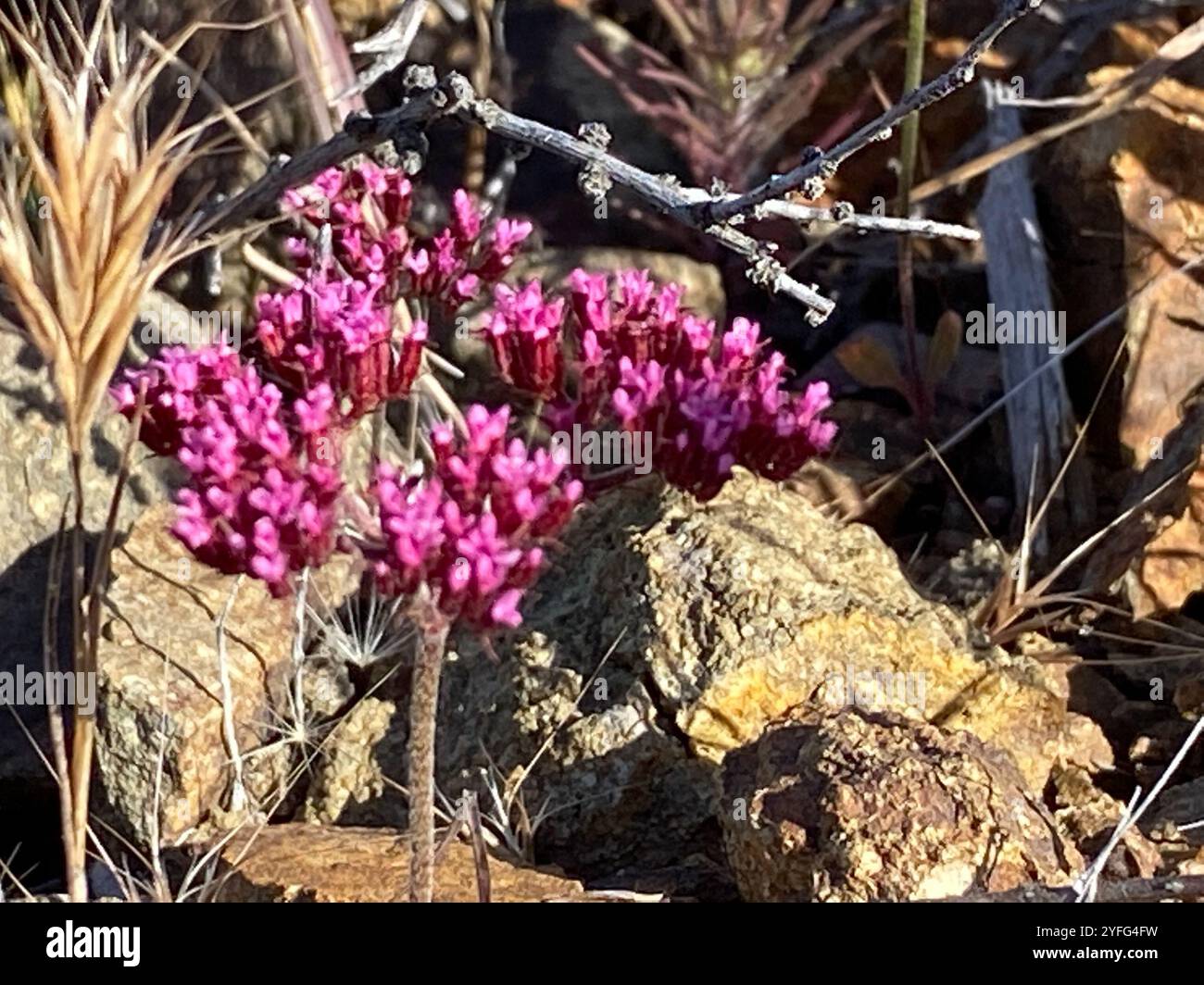 Turkish rugging (Chorizanthe staticoides Stock Photo - Alamy