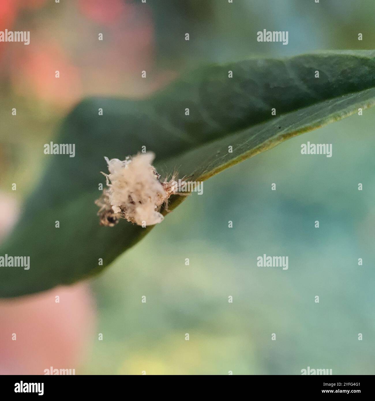 Green Lacewings (Chrysopidae Stock Photo - Alamy