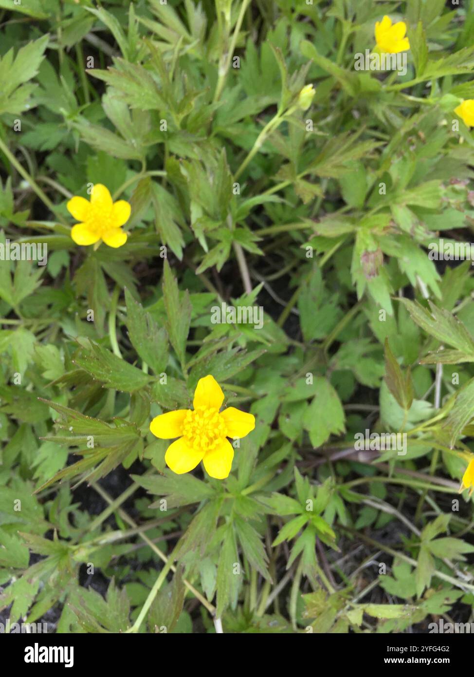 Ranunculus hispidus hi-res stock photography and images - Alamy