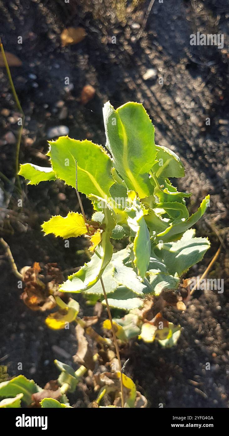 Poorflower Babooncabbage (Othonna parviflora Stock Photo - Alamy