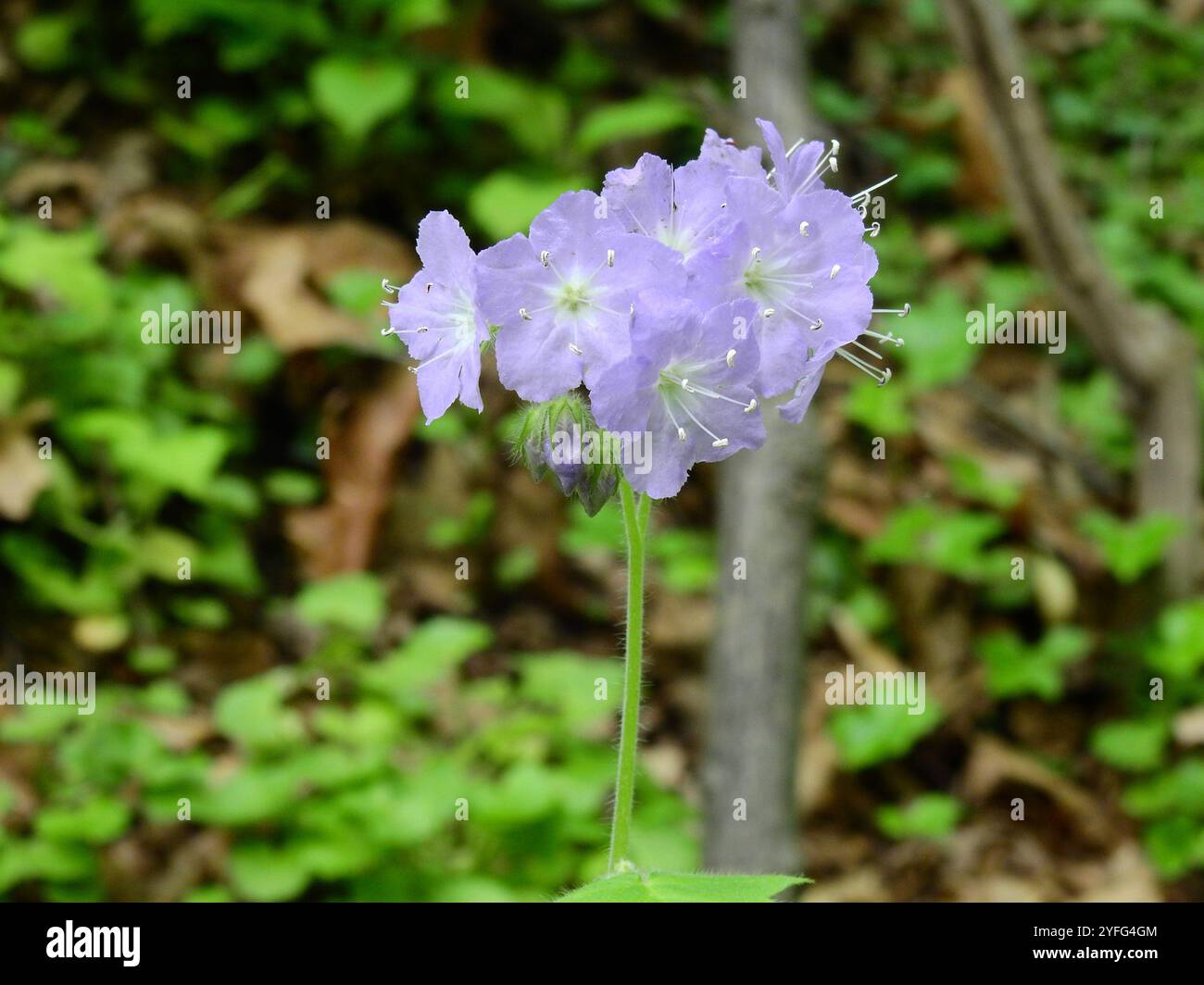 great waterleaf (Hydrophyllum appendiculatum Stock Photo - Alamy