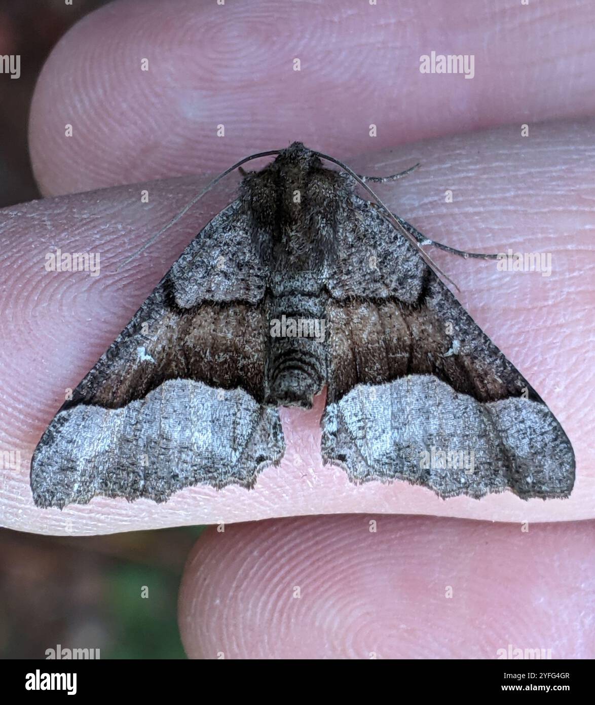 Behr's Pero Moth (Pero behrensaria Stock Photo - Alamy