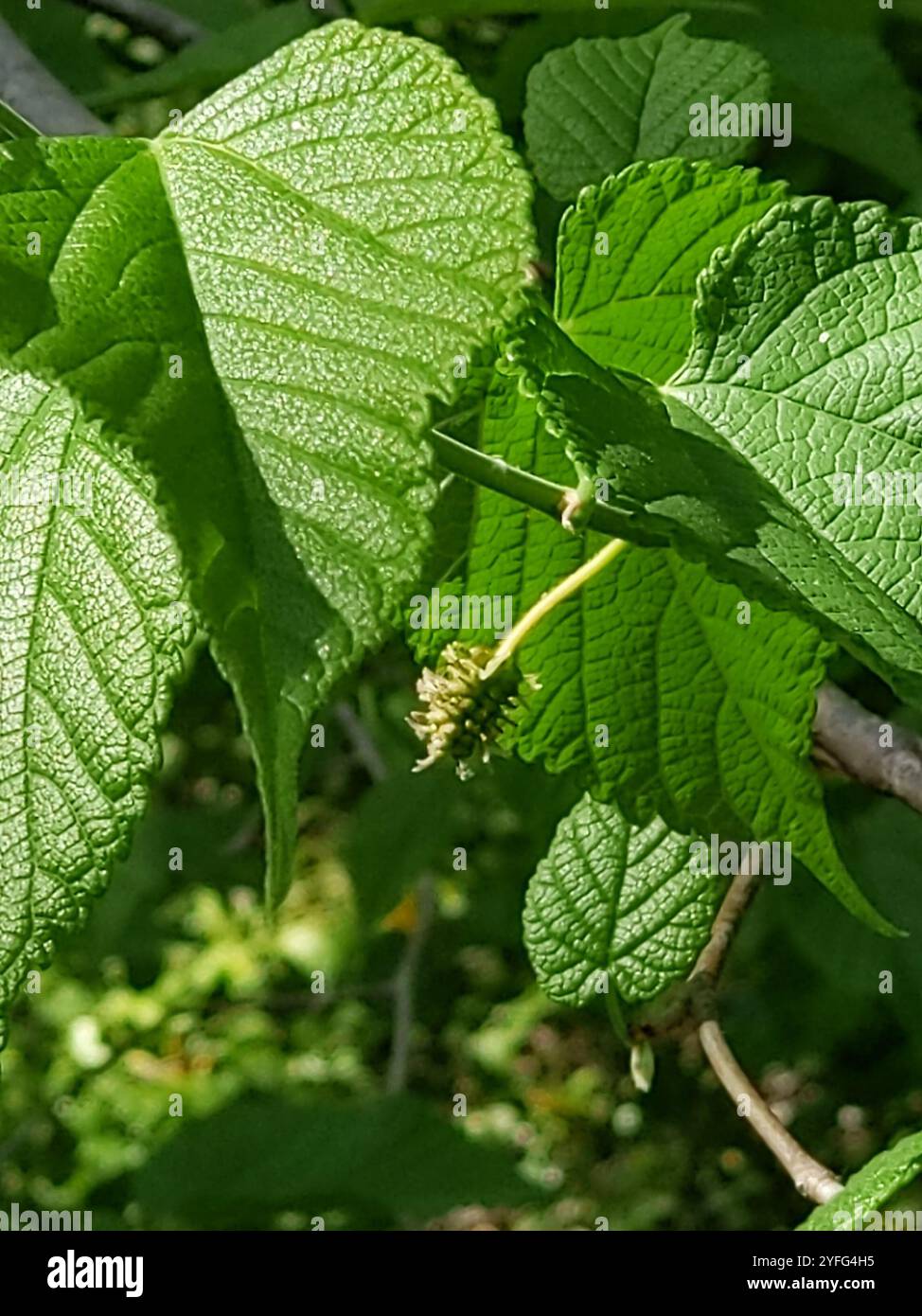 red mulberry (Morus rubra Stock Photo - Alamy