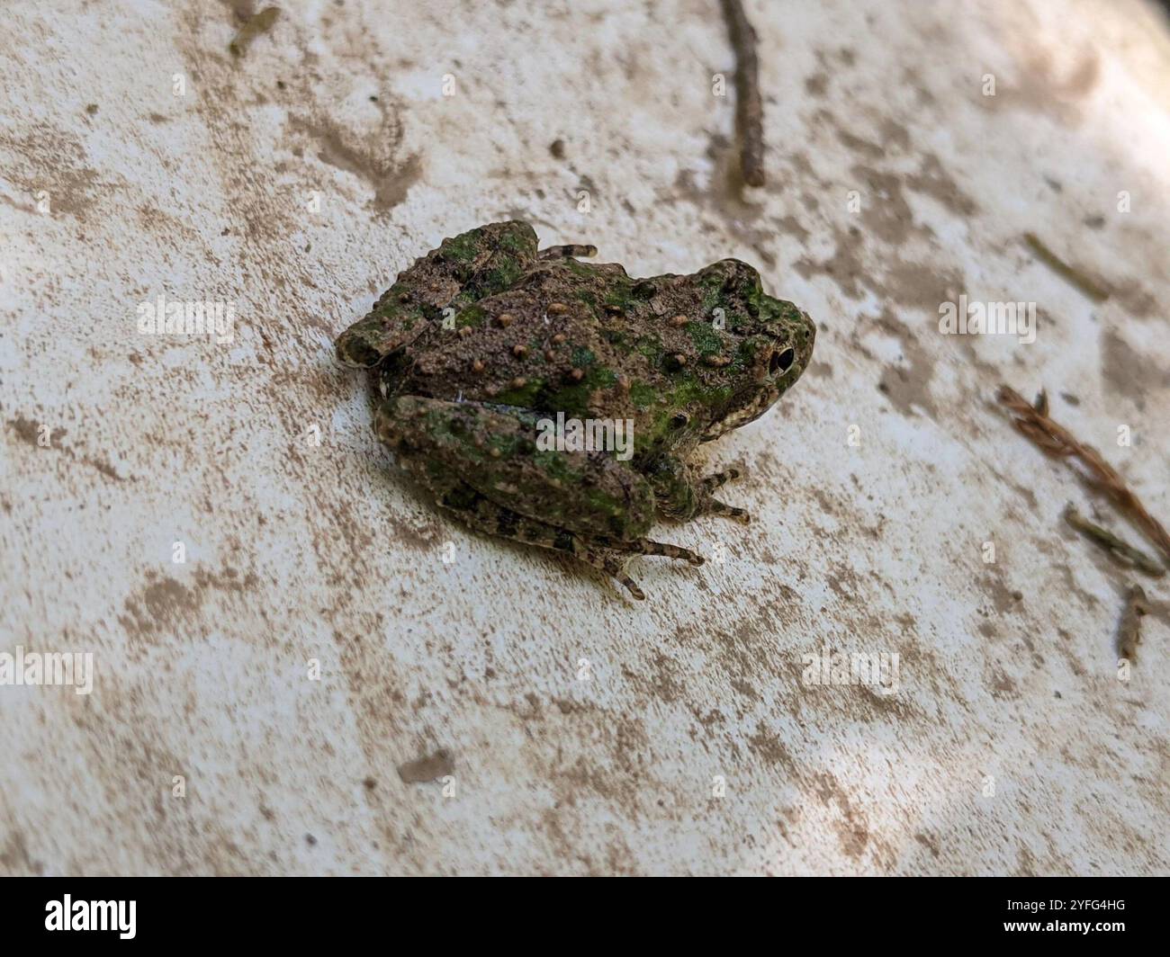 Northern Cricket Frog (Acris crepitans Stock Photo - Alamy