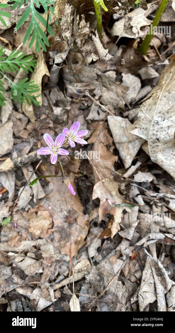 Carolina Springbeauty (Claytonia caroliniana Stock Photo - Alamy
