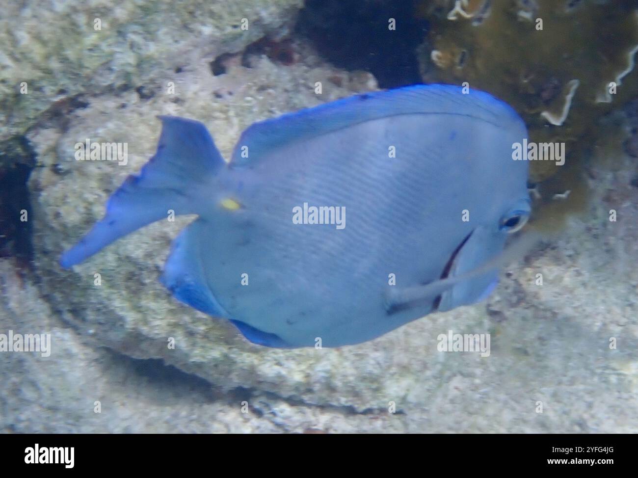 Atlantic Blue Tang (Acanthurus coeruleus Stock Photo - Alamy