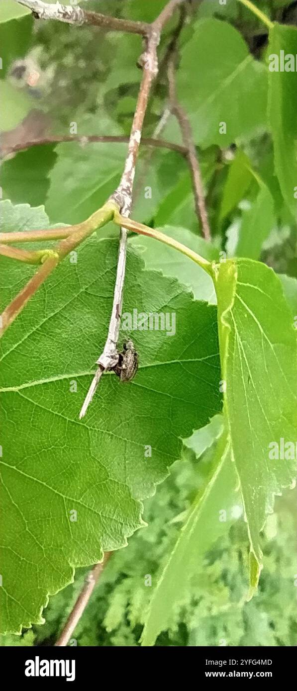 Common Leaf Weevil (Phyllobius pyri Stock Photo - Alamy