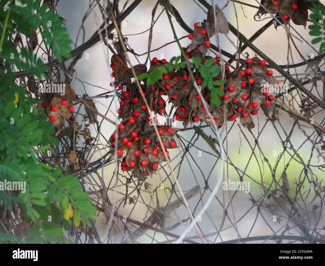 rosary pea (Abrus precatorius Stock Photo - Alamy