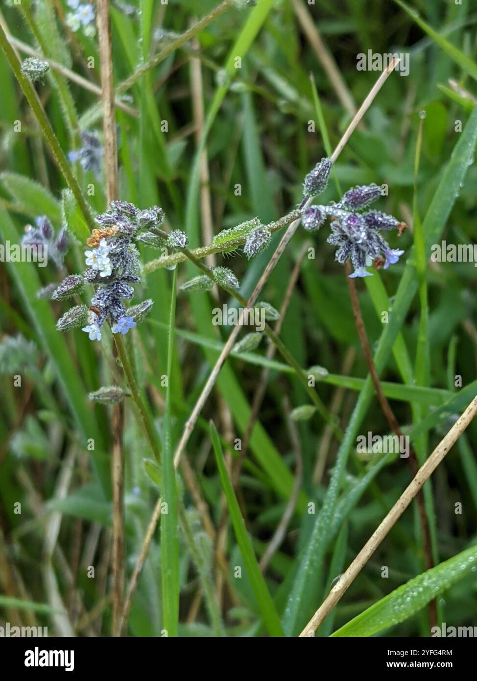 Changing Forget-me-not (Myosotis discolor Stock Photo - Alamy