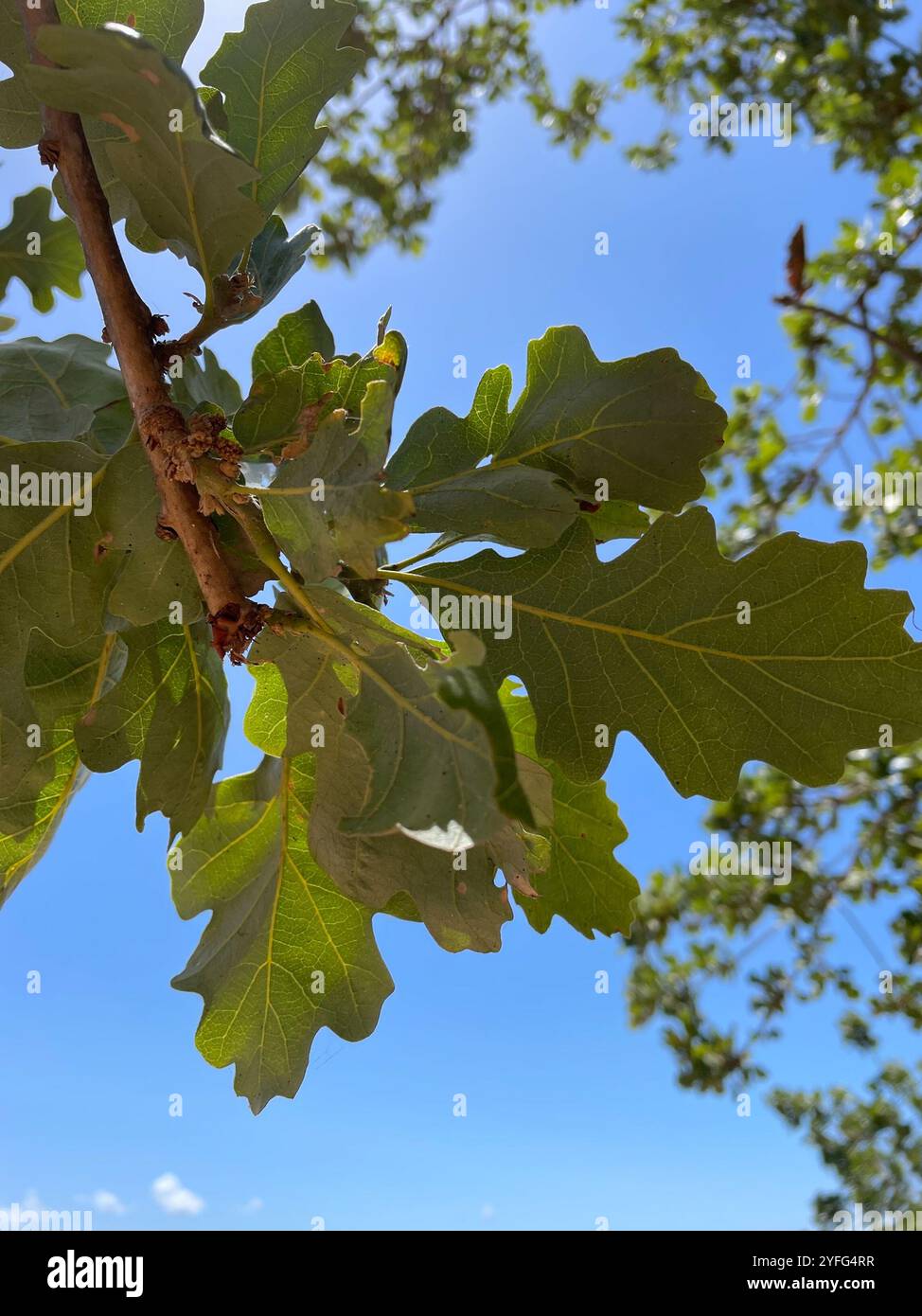 valley oak (Quercus lobata Stock Photo - Alamy