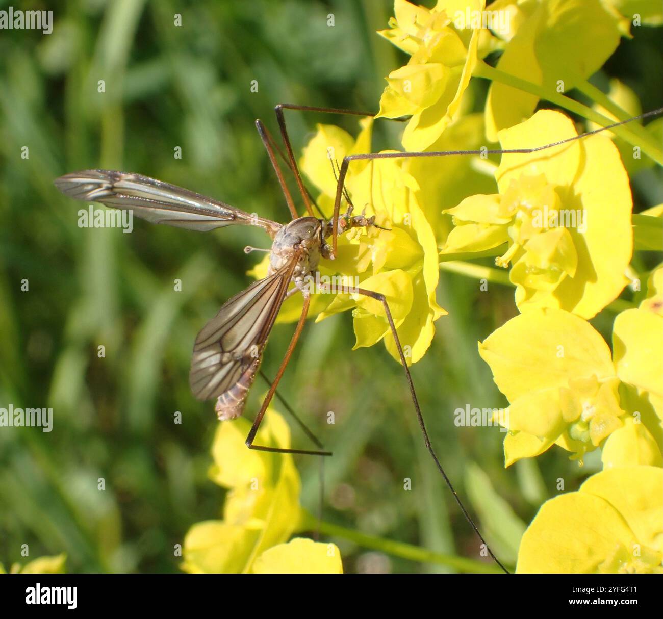 black-striped cranefly (Tipula vernalis Stock Photo - Alamy