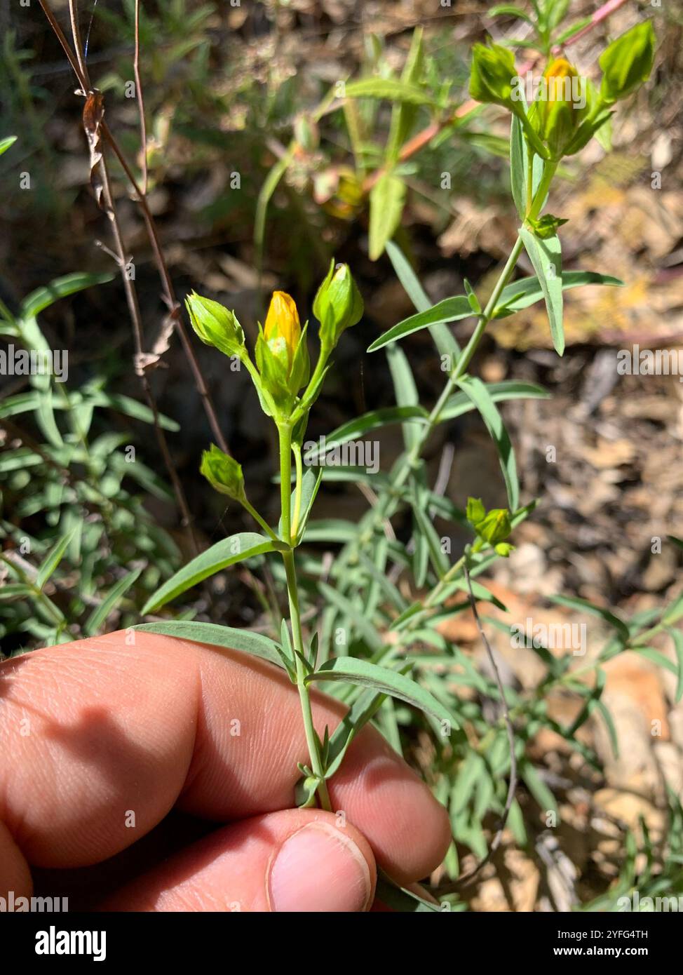 Goldwire hi-res stock photography and images - Alamy