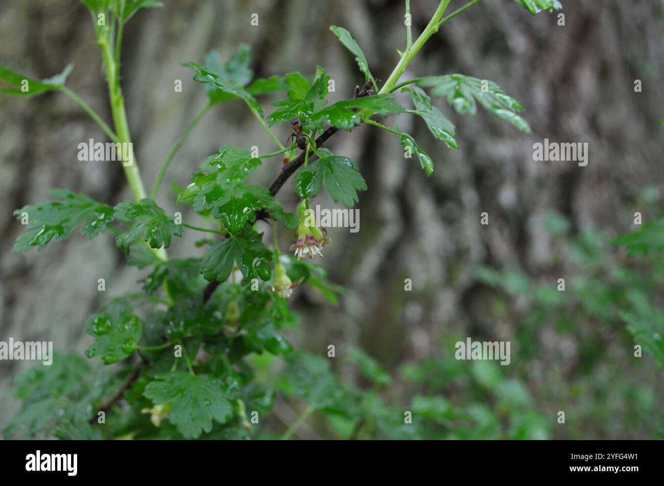 European gooseberry (Ribes uva-crispa Stock Photo - Alamy