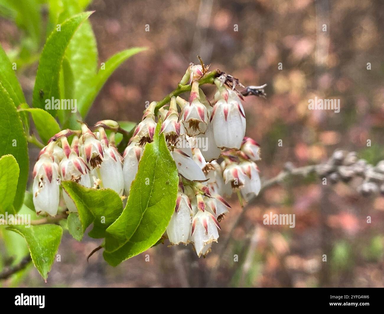 fetterbush (Eubotrys racemosa Stock Photo - Alamy