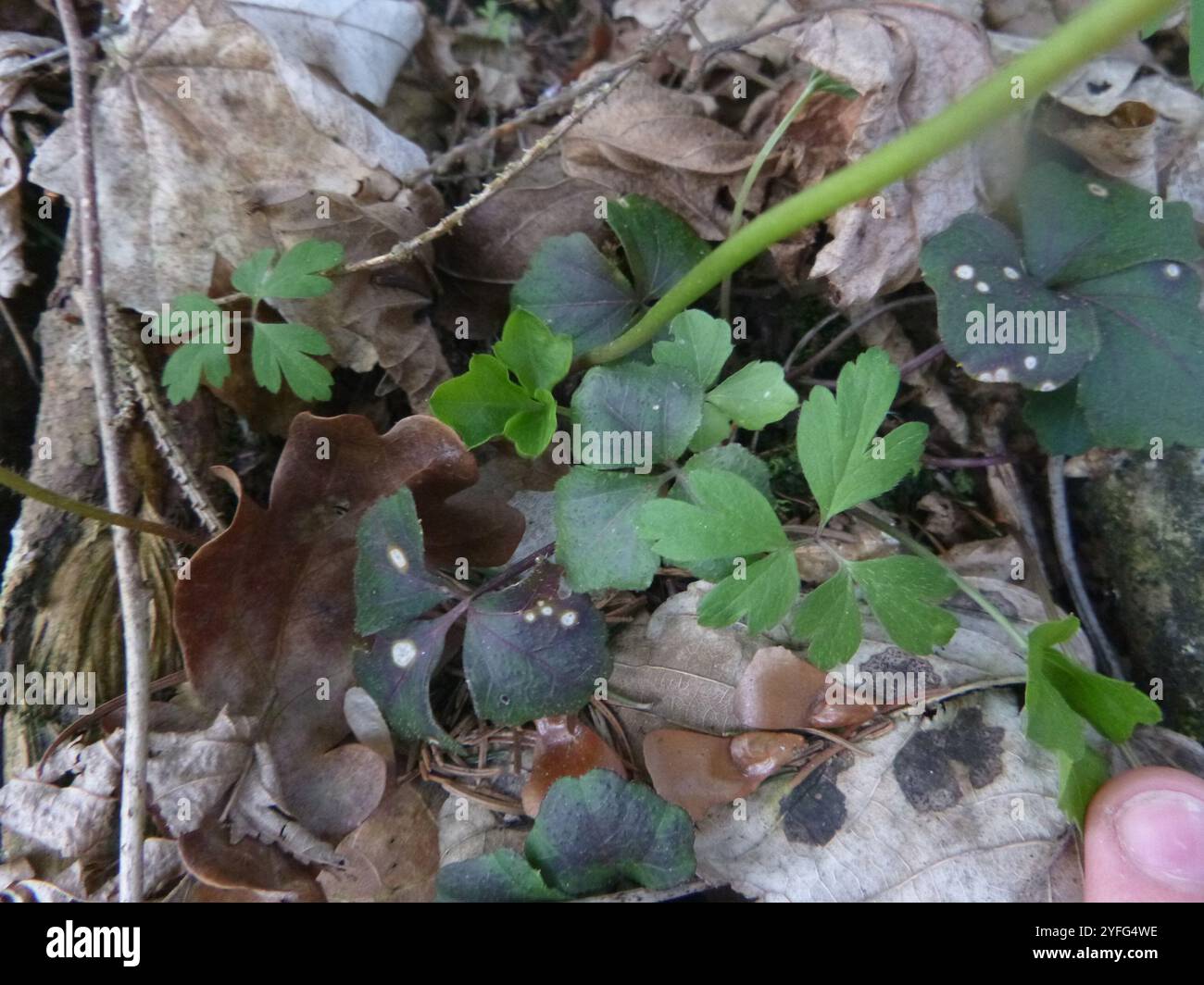 Trefoil Cress (Cardamine trifolia Stock Photo - Alamy