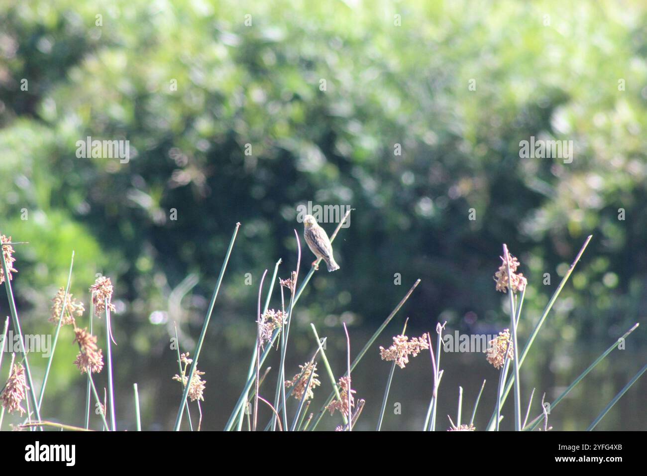 Southern Red Bishop (Euplectes orix Stock Photo - Alamy