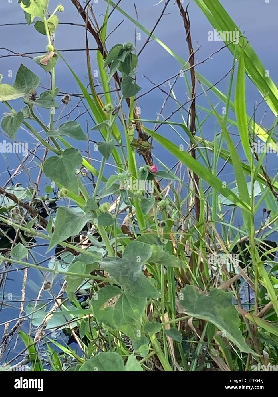 Saltmarsh mallow (Kosteletzkya pentacarpos Stock Photo - Alamy