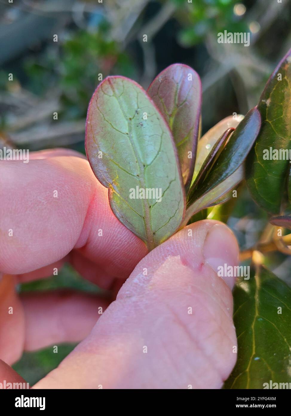 Taupata (Coprosma repens Stock Photo - Alamy