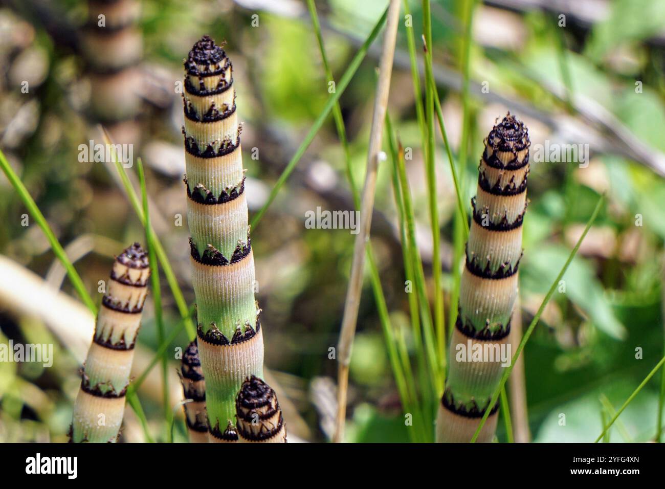 rough horsetail (Equisetum hyemale Stock Photo - Alamy