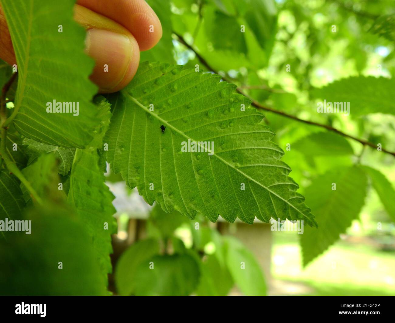 Gall and Rust Mites (Eriophyidae Stock Photo - Alamy