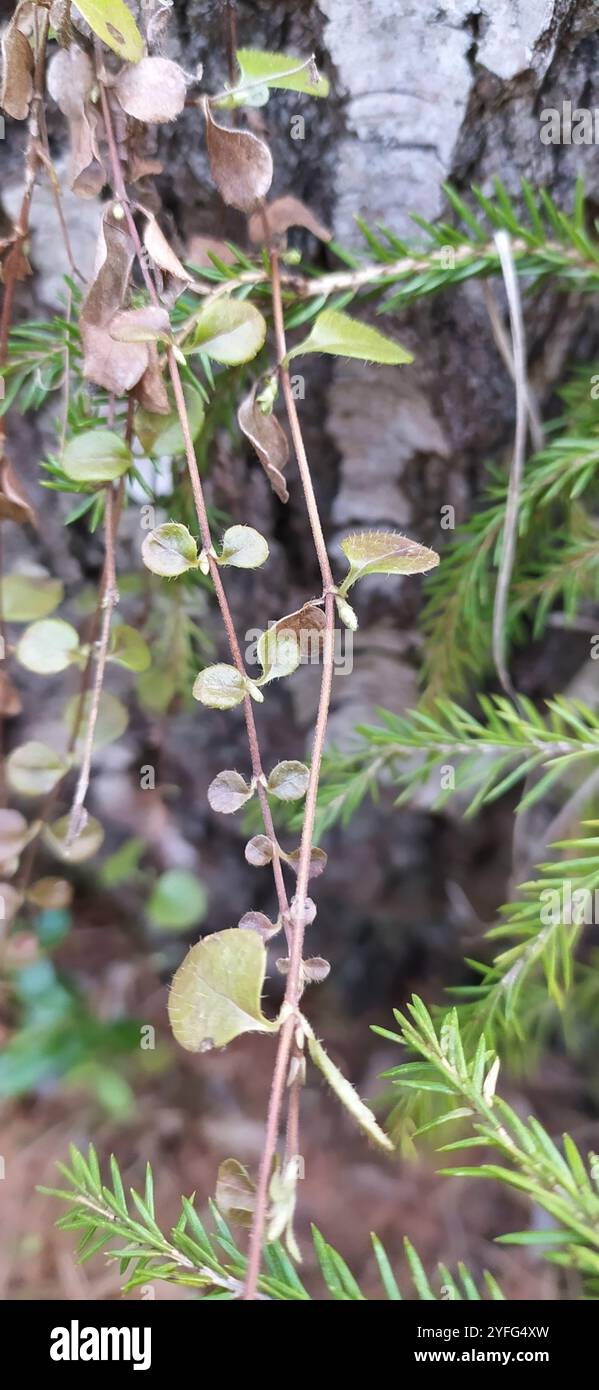 Twinflower (Linnaea borealis Stock Photo - Alamy